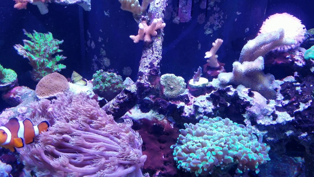 Home reef - YouTube