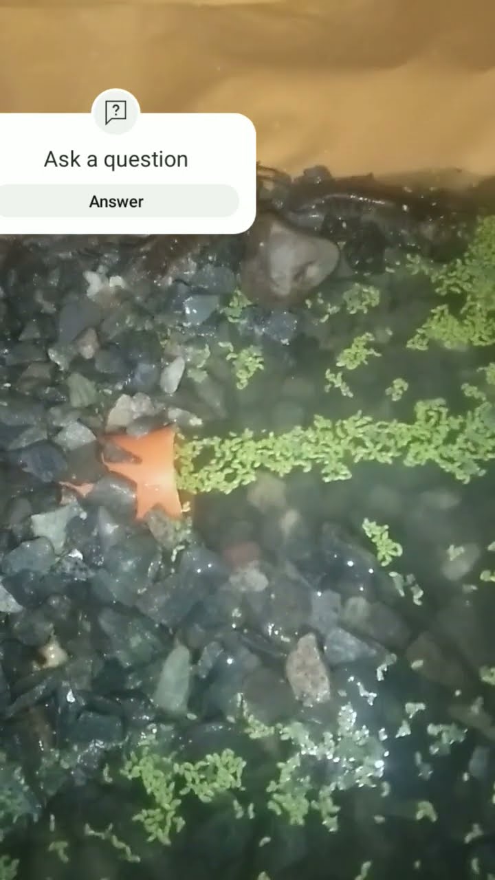 2nd pond setup #crayfish - YouTube