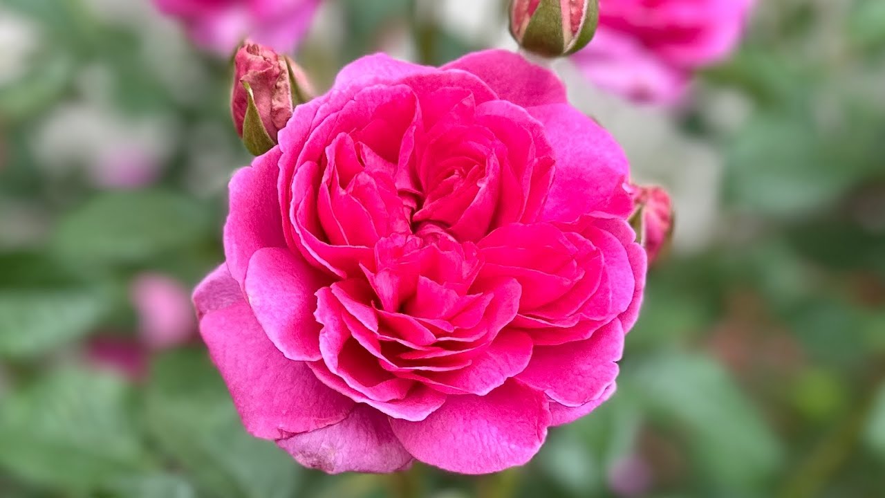 David Austin James Austin Rose 1st year 1st flush grafted root #rose # ...