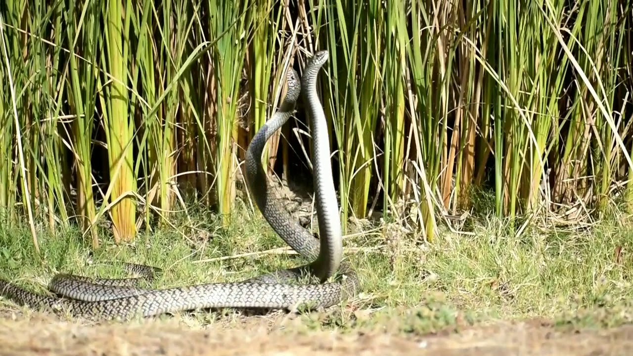 Rat snake fight (punit van gandhinagar ) - YouTube