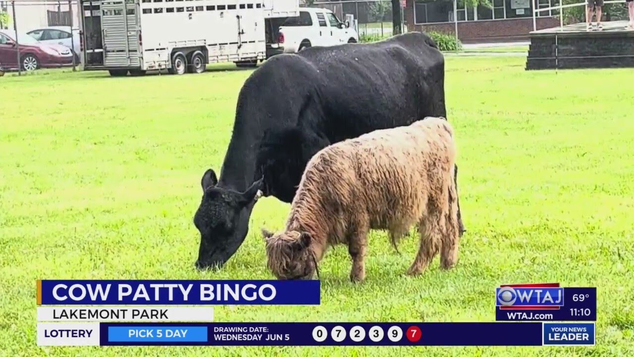 Cow patty bingo takes place at Lakemont Park - YouTube