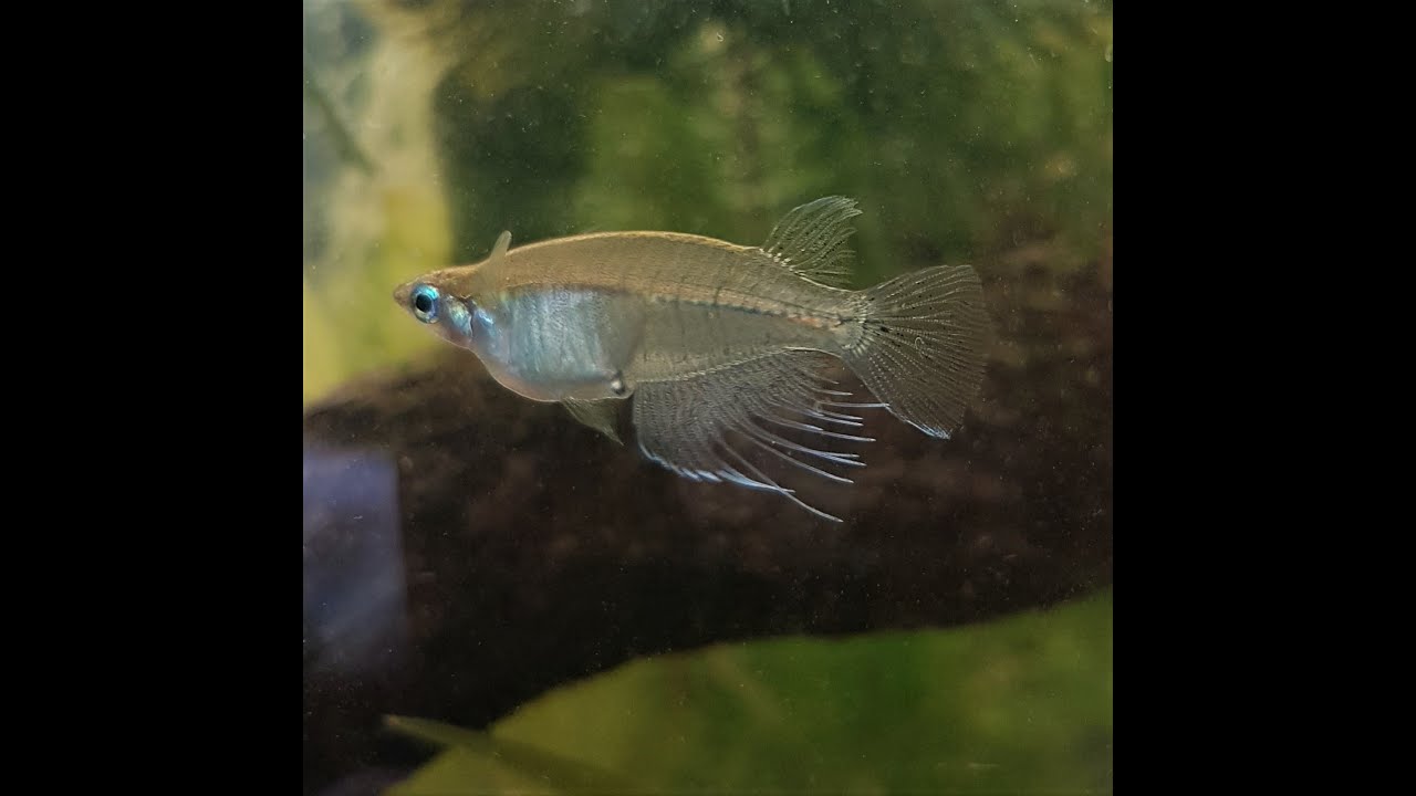 Oryzias dancena; Indischer Reisfisch - YouTube