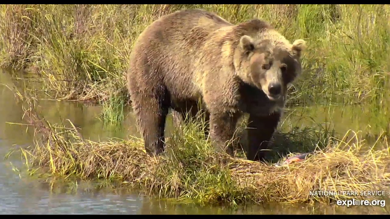 Beautiful bear 901 Close up - LR 2020 08 17 Katmai Alaska - YouTube