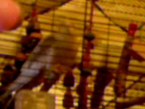 Abidin head banging 2.mp4