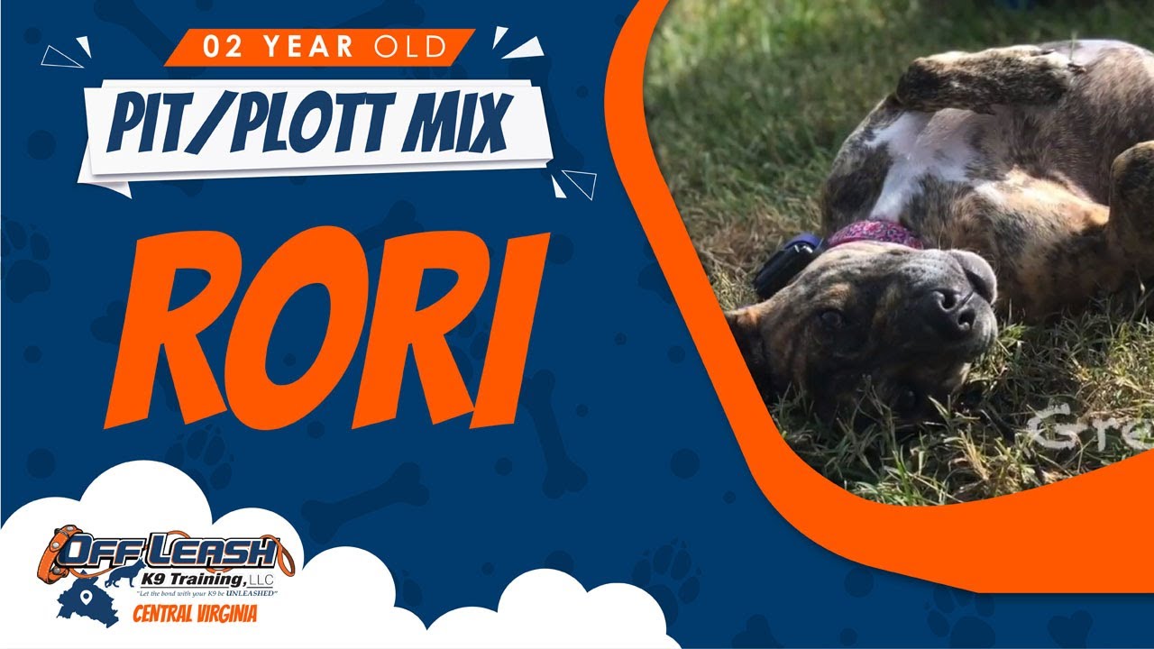 2yo Pit/Plott Mix (Rori) Best Dog Trainers in VA - YouTube