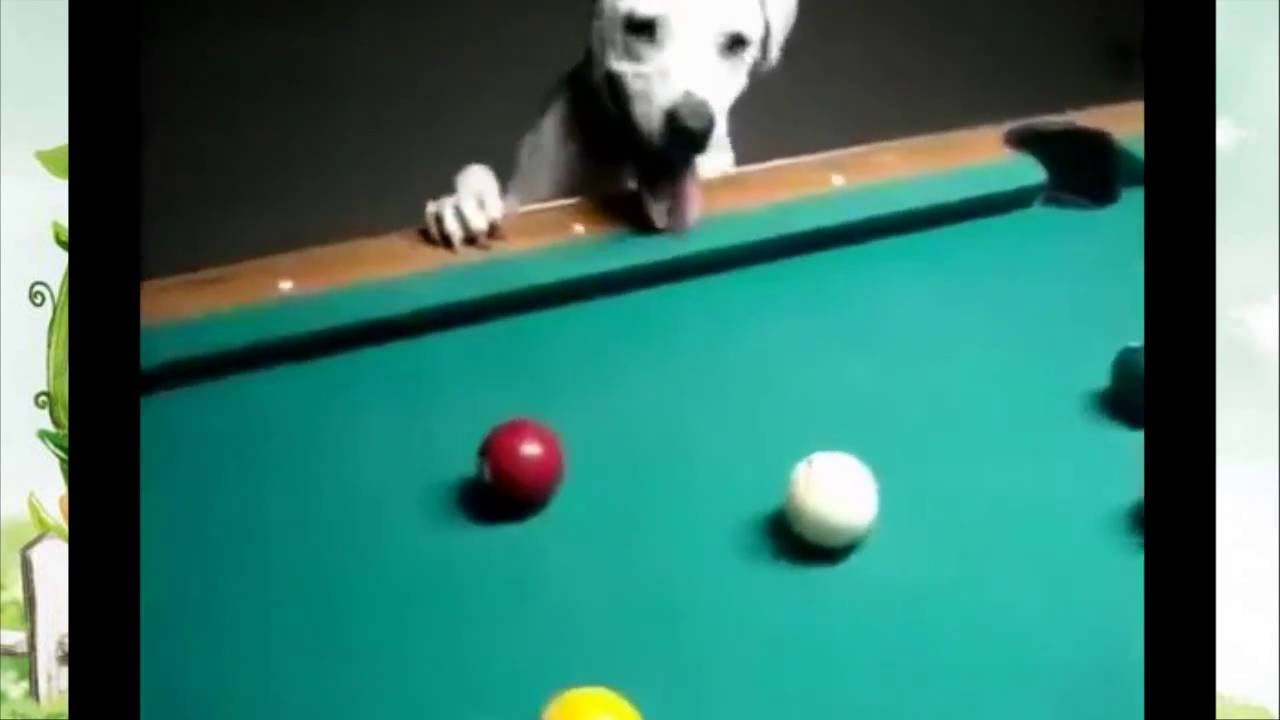 FUN TV - Funny Dog Playing Pool Compilation - YouTube