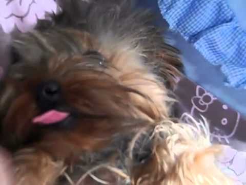 Good morning, Snuggles! The Sleepy Yorkie Puppy - YouTube