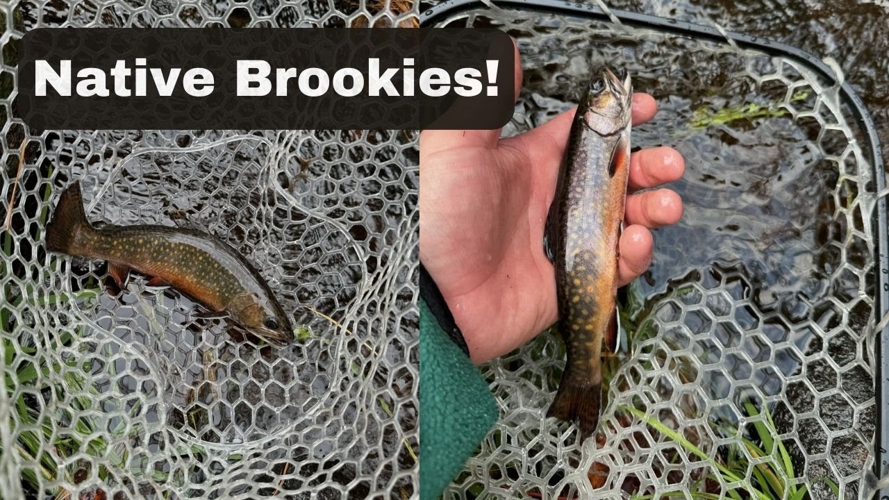 Non-Stop Native Brook Trout! (Early October in the Adirondacks) - YouTube