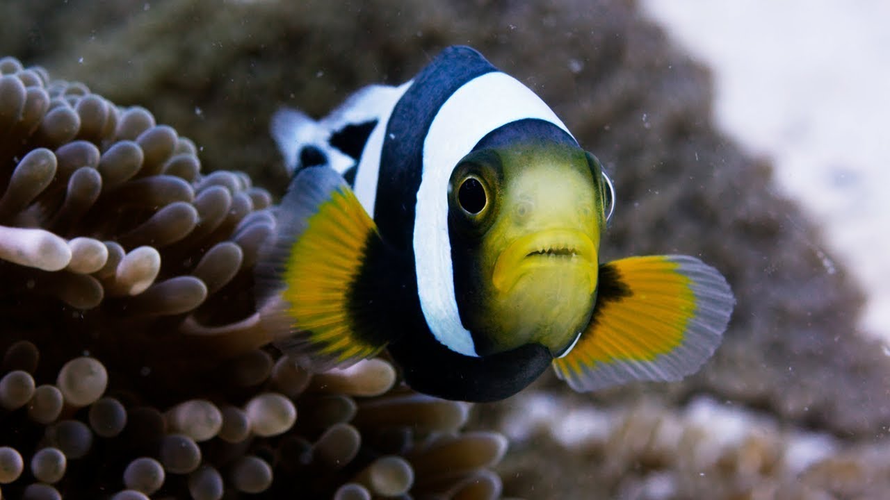 Amazing Clownfish Teamwork | National Geographic Kids - YouTube