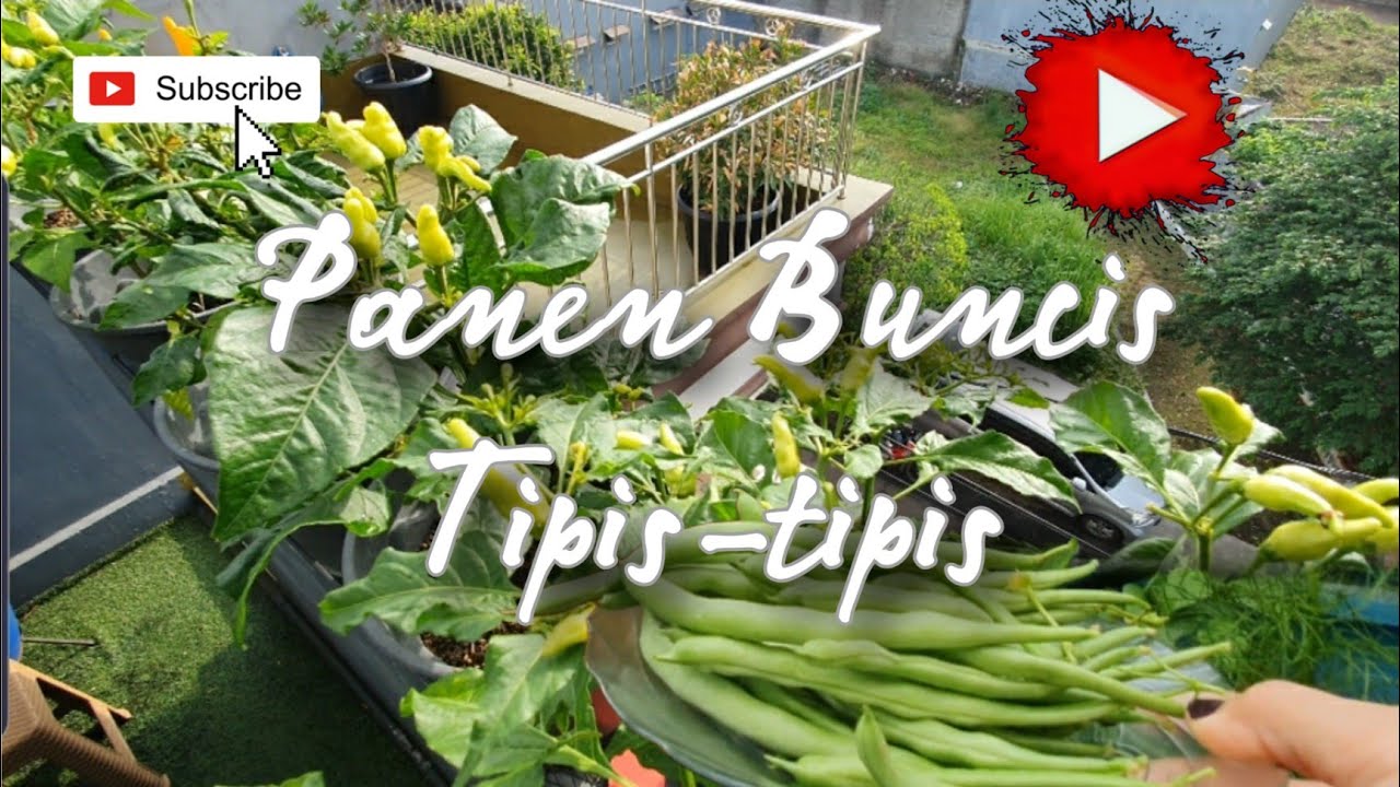 Panen Buncis Tipis-tipis di Kebun Rooftop | Kebun Atap | Kebun Balkon ...