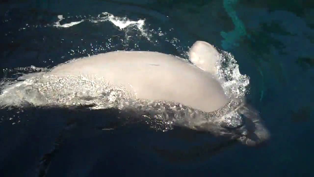 Baby Beluga with its Mom at the Vancouver Aquarium - YouTube