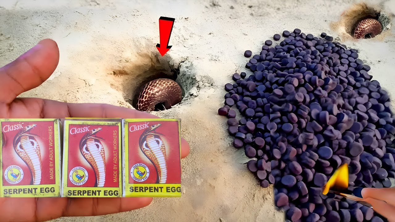 7100000 Firecrackers Were Put Into The Snake 🐍 at One Time || Patakhe ...