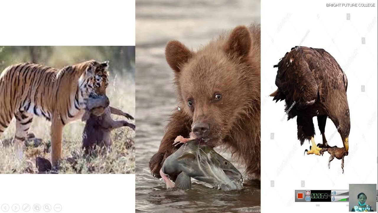 JS1 - BASIC SCIENCE - RELATIONSHIP BETWEEN LIVING ORGANISMS - YouTube