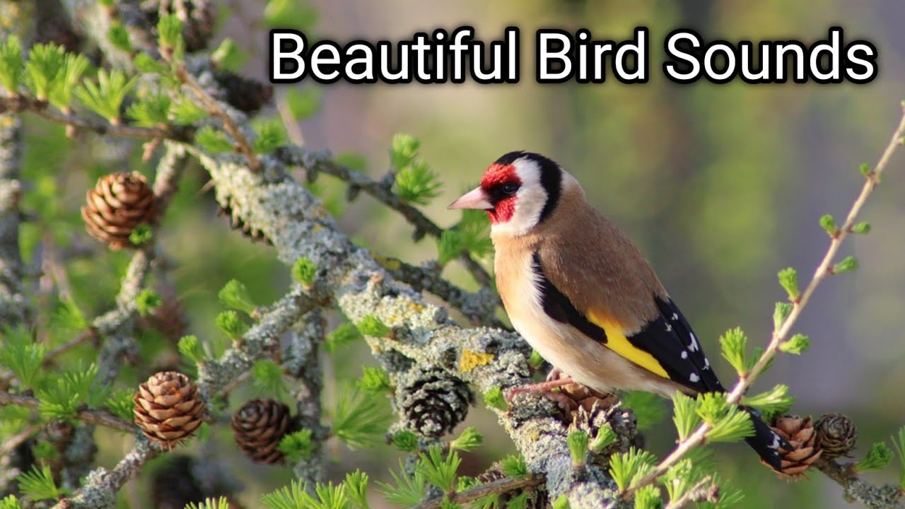 Tha most colourful birds in 4K-Beautiful Birds Sounds in tha forest ...