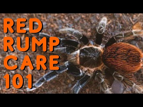 Mexican Red Rump Tarantula Care | Good Tarantulas for Beginners ...