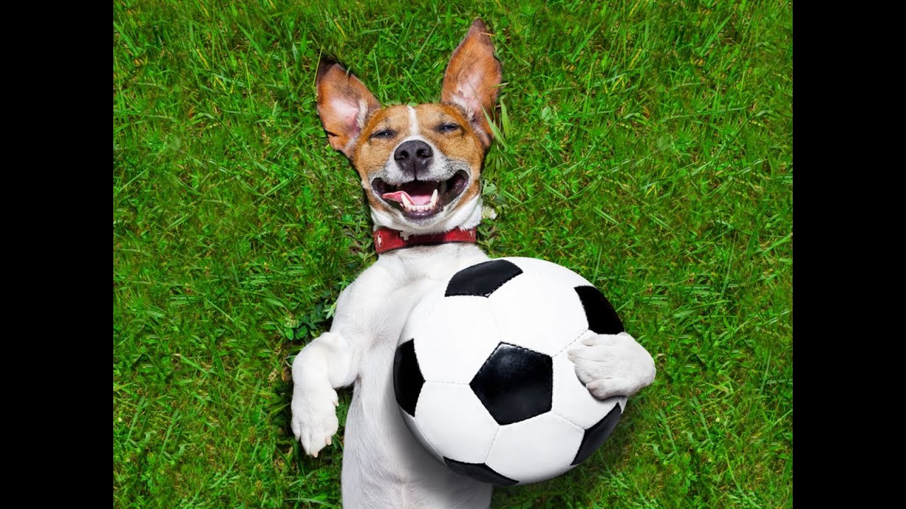 the dog is playing football —video - YouTube