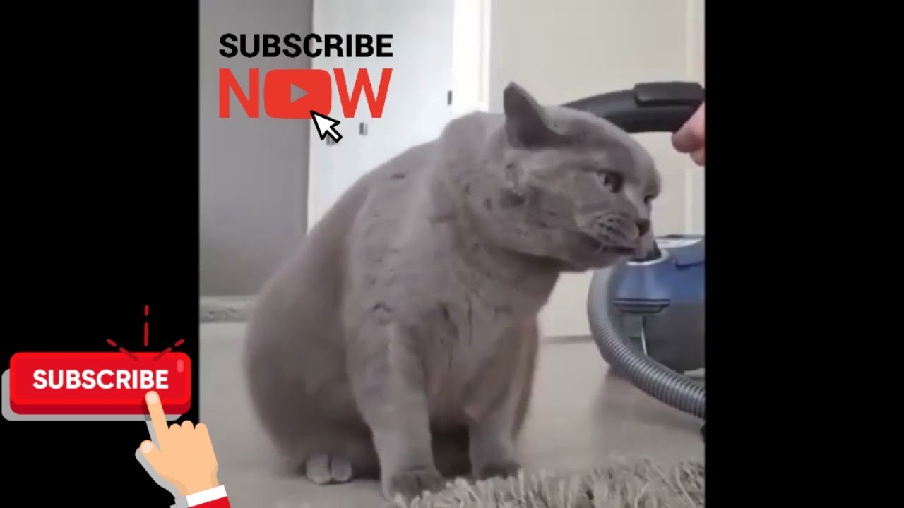 1 HOUR FUNNY CATS COMPILATION 2021😂 Funny and Cute Cat Videos!😸 - YouTube