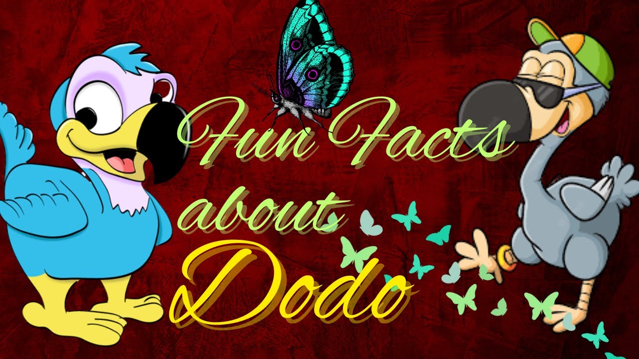 Dodo Facts: Fun Learning About This Extinct Species - YouTube