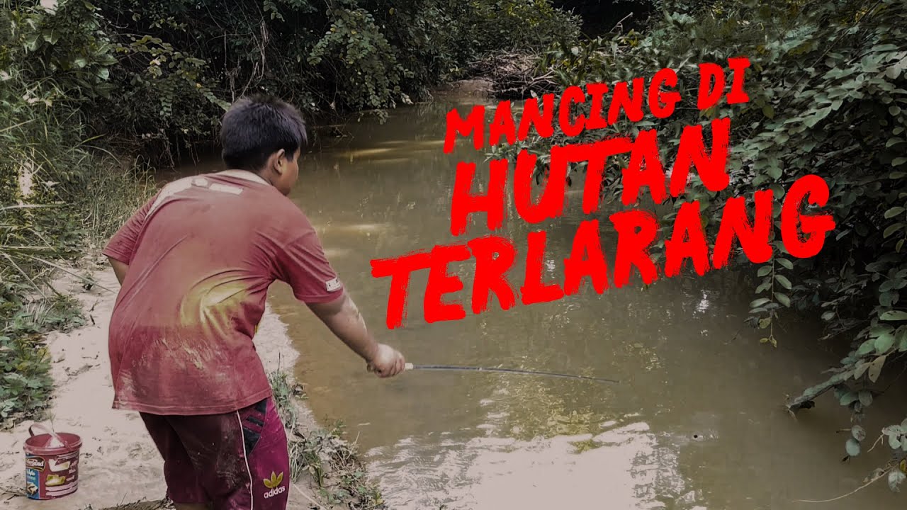 mancing ikan wader di hutan terlarang || mancing ikan wader pari di kali - YouTube
