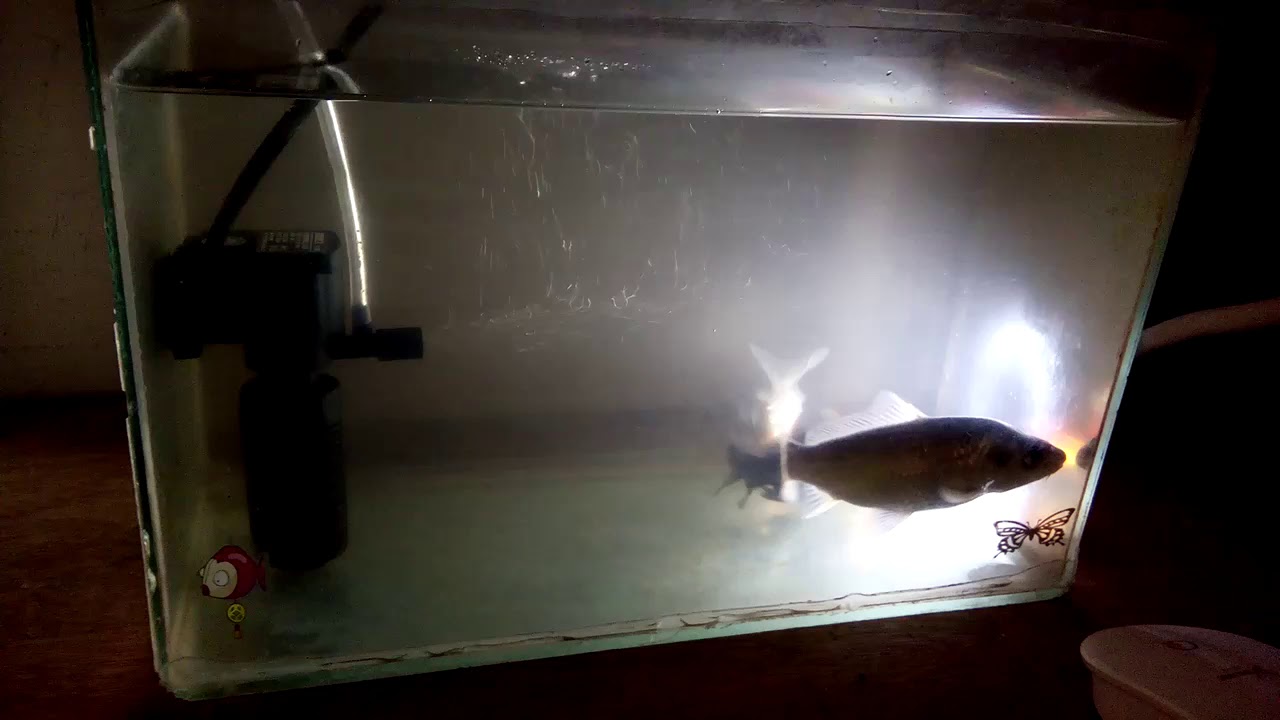 baby Oranda goldfish - YouTube