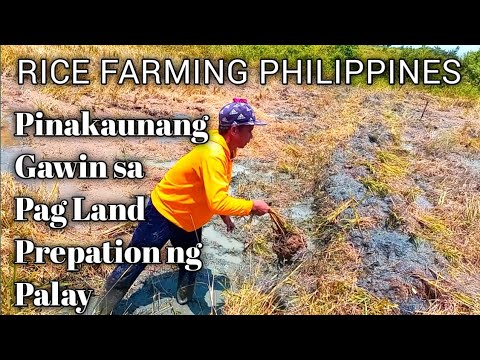 Ano ang Pinakaunang gawin sa Land Preparation ng Rice Field / Palayan ...