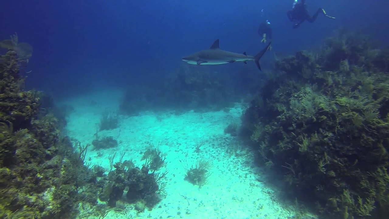 Blackbeard Cruises - Bahamas - Test Video - YouTube