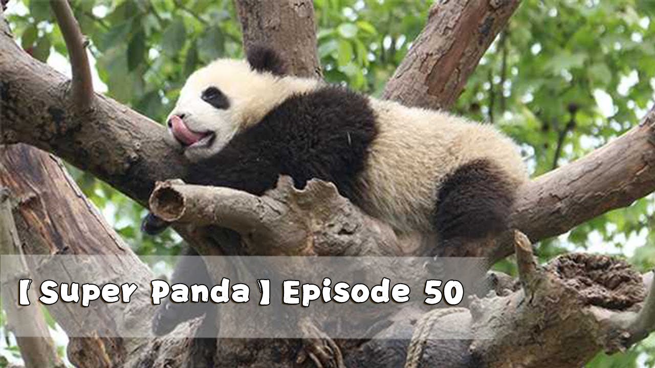 【Super Panda】Episode 50 | iPanda - YouTube
