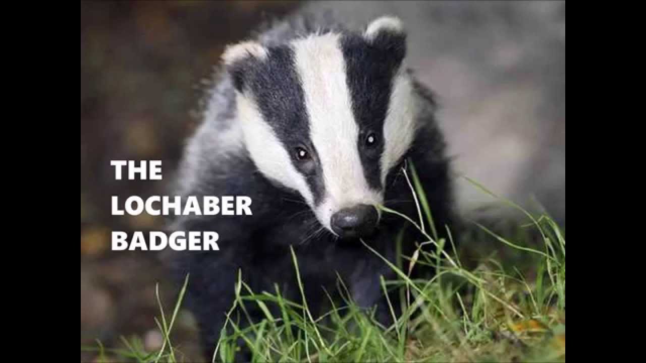 The Lochaber Badger - YouTube