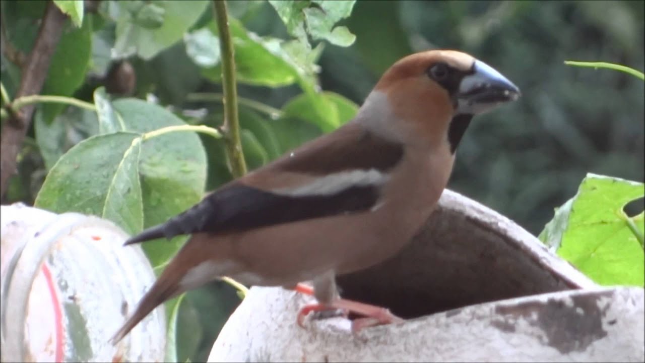 Appelvink - Hawfinch - Coccothraustes coccothraustes - is weer terug ...