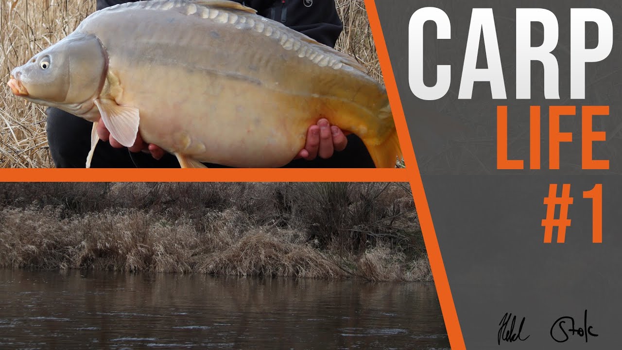 Carp Life #1 Stojatá a Tekoucí voda | Carp Fishing / Lov Kaprů - YouTube