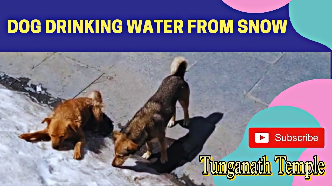 Dog drinking water from snow at Tungonath temple, #tungnath - YouTube