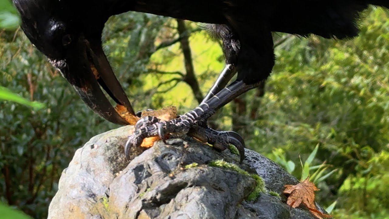 Lucky Steals the Toast - Raven 4K - YouTube