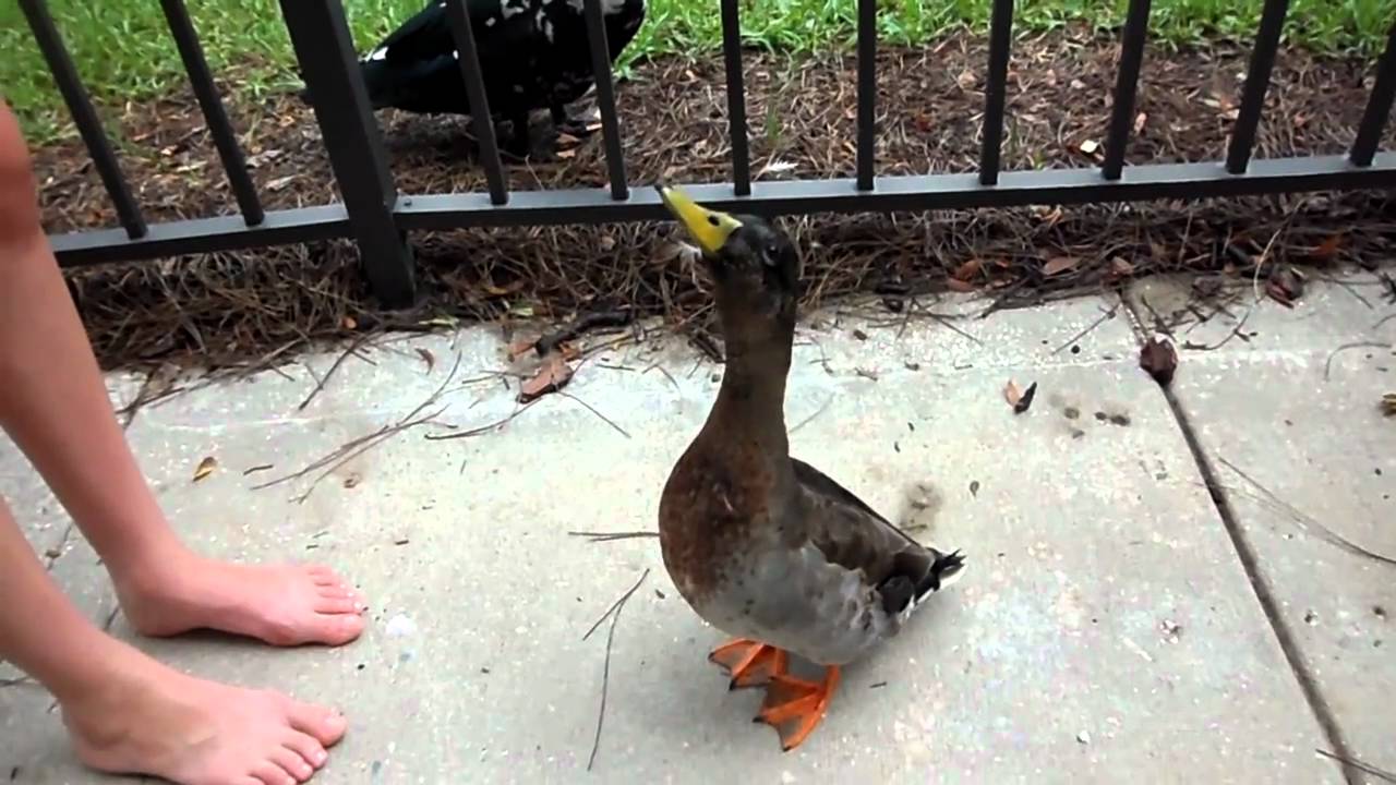 Jumping Duck - YouTube