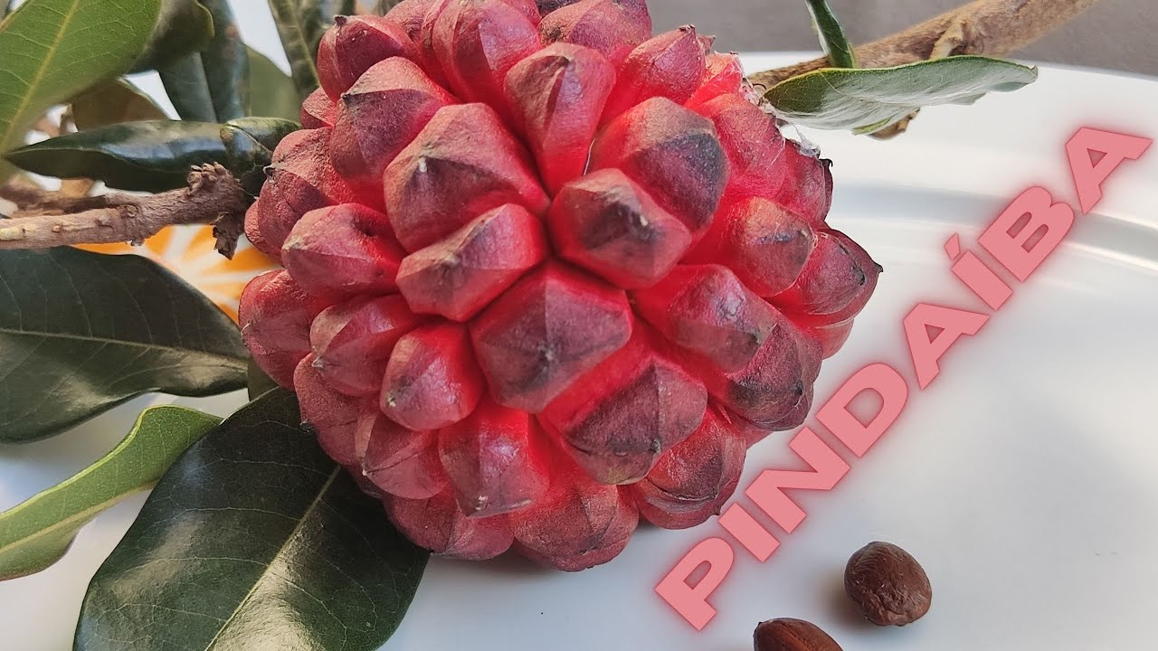 " PINDAÍBA " Pindauva Duguetia lanceolata // BELEZA E SABOR#annonas # ...