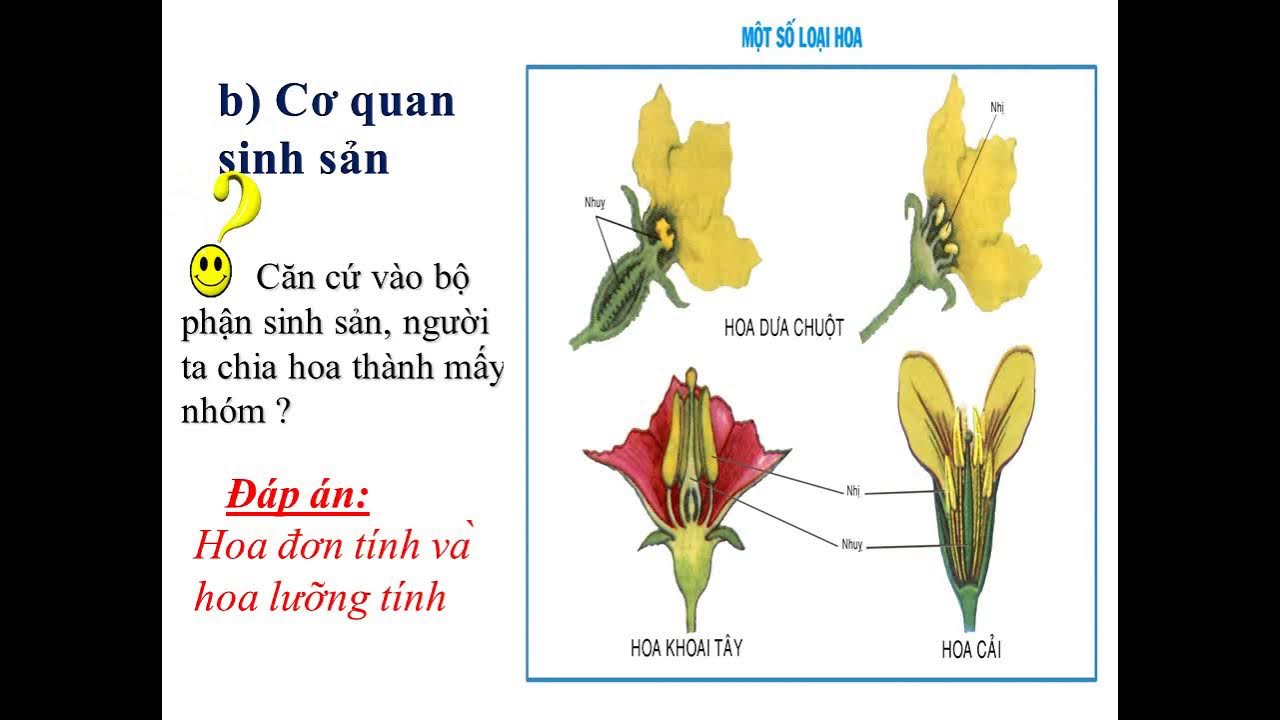 SINH 6 HC Bai 41 Hat kin Dac diem cua thuc vat Hat kin - YouTube