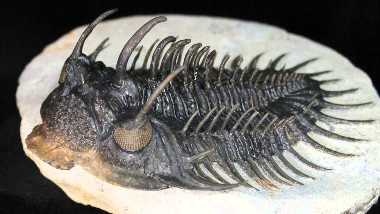 Pokemon Science Facts - Kabuto , Kabutops & Dome Fossil - YouTube