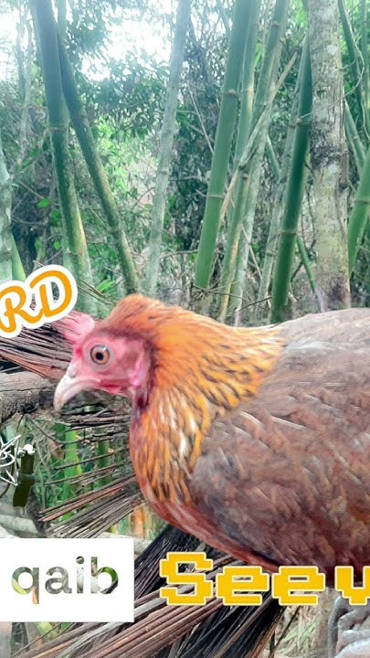 poj qaib seev - YouTube