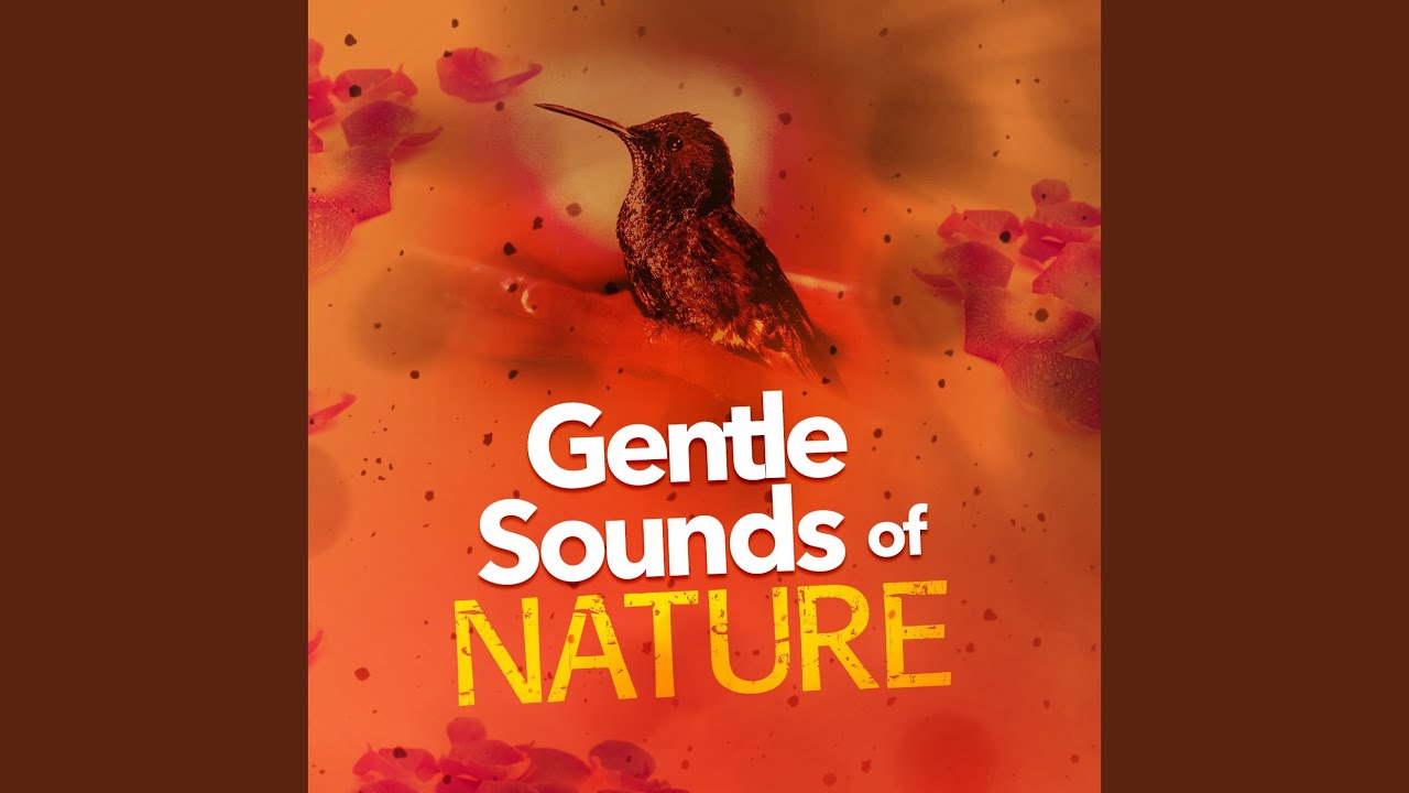 Spring Bird Song - YouTube