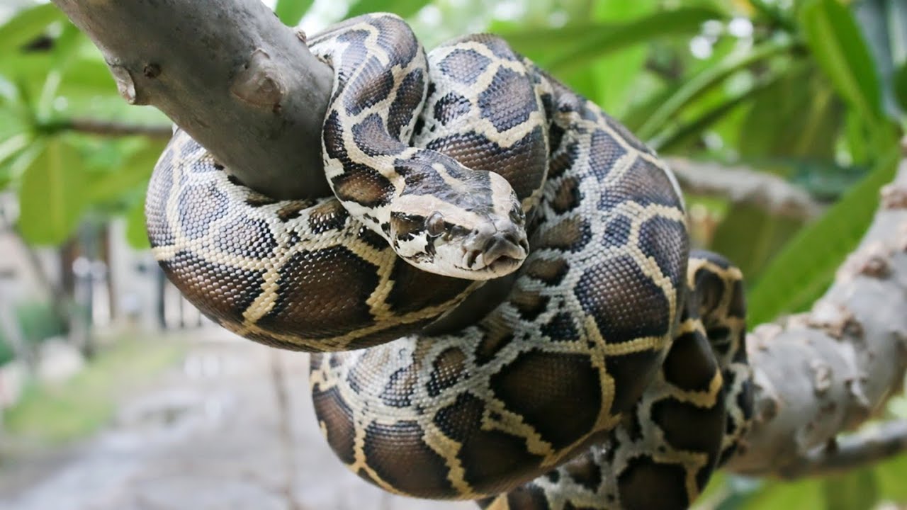 Python lucknow zoo snake chamber |Arham 20| - YouTube