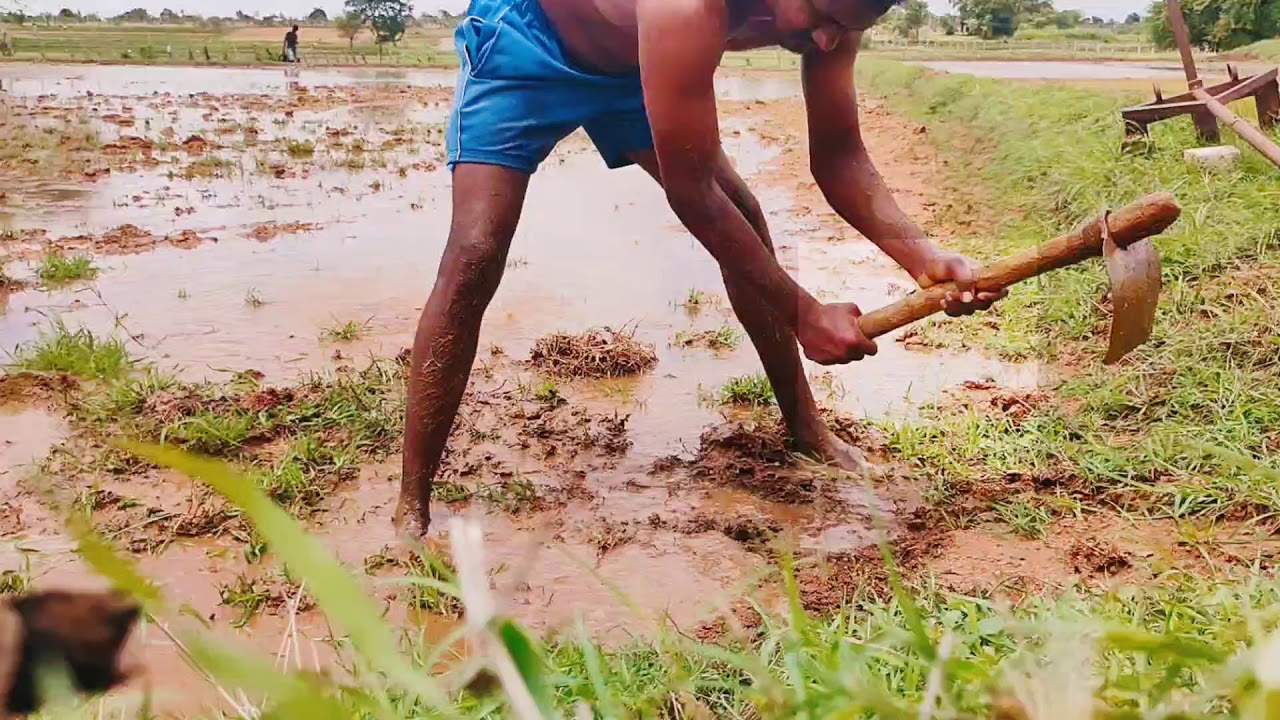 Paddy cultivation beginning level part-2 - YouTube