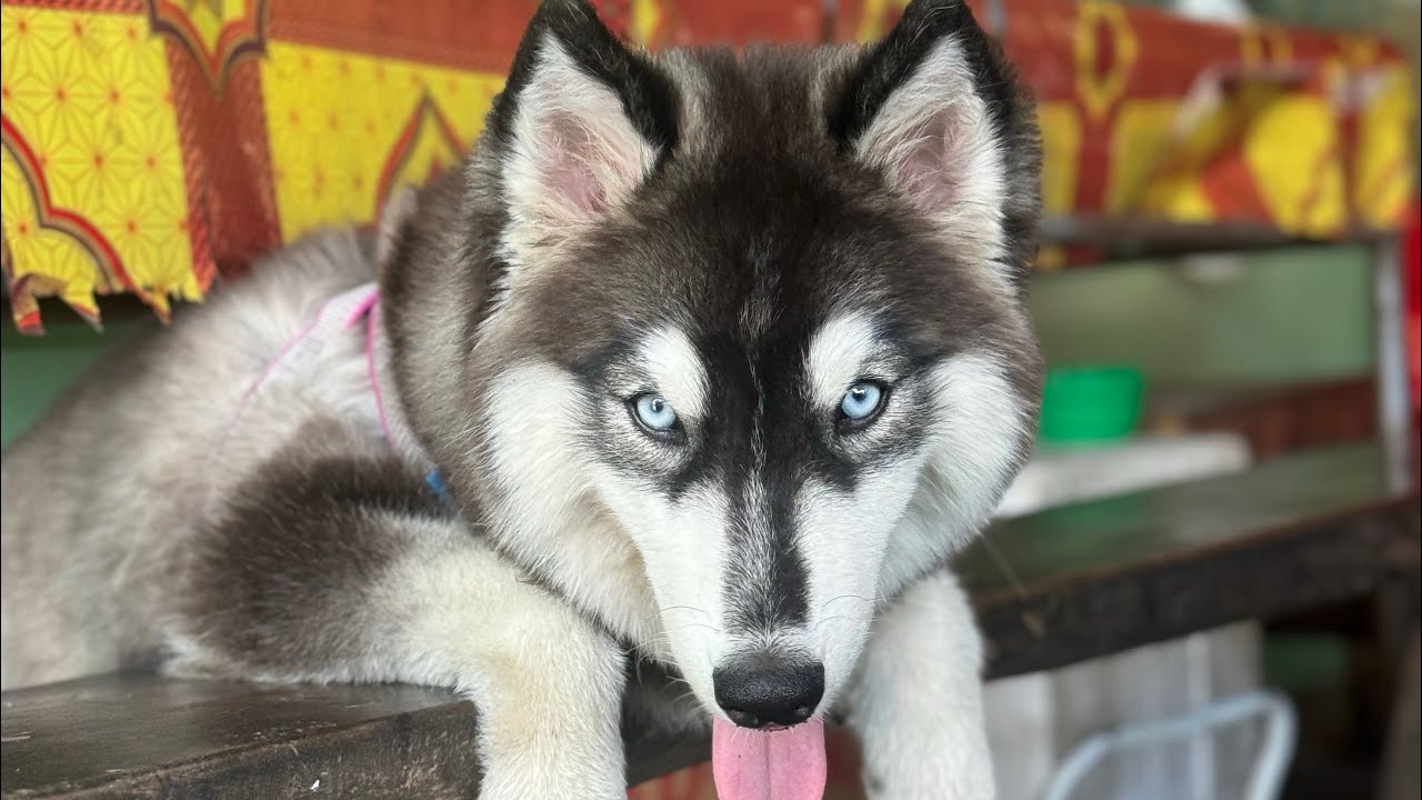 How to train your Husky | Press button - YouTube