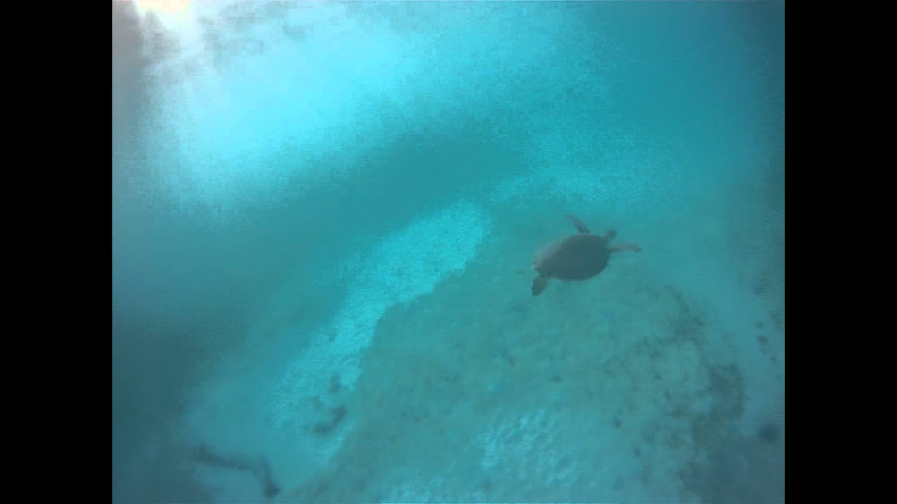 Turtle near St.Thomas - YouTube