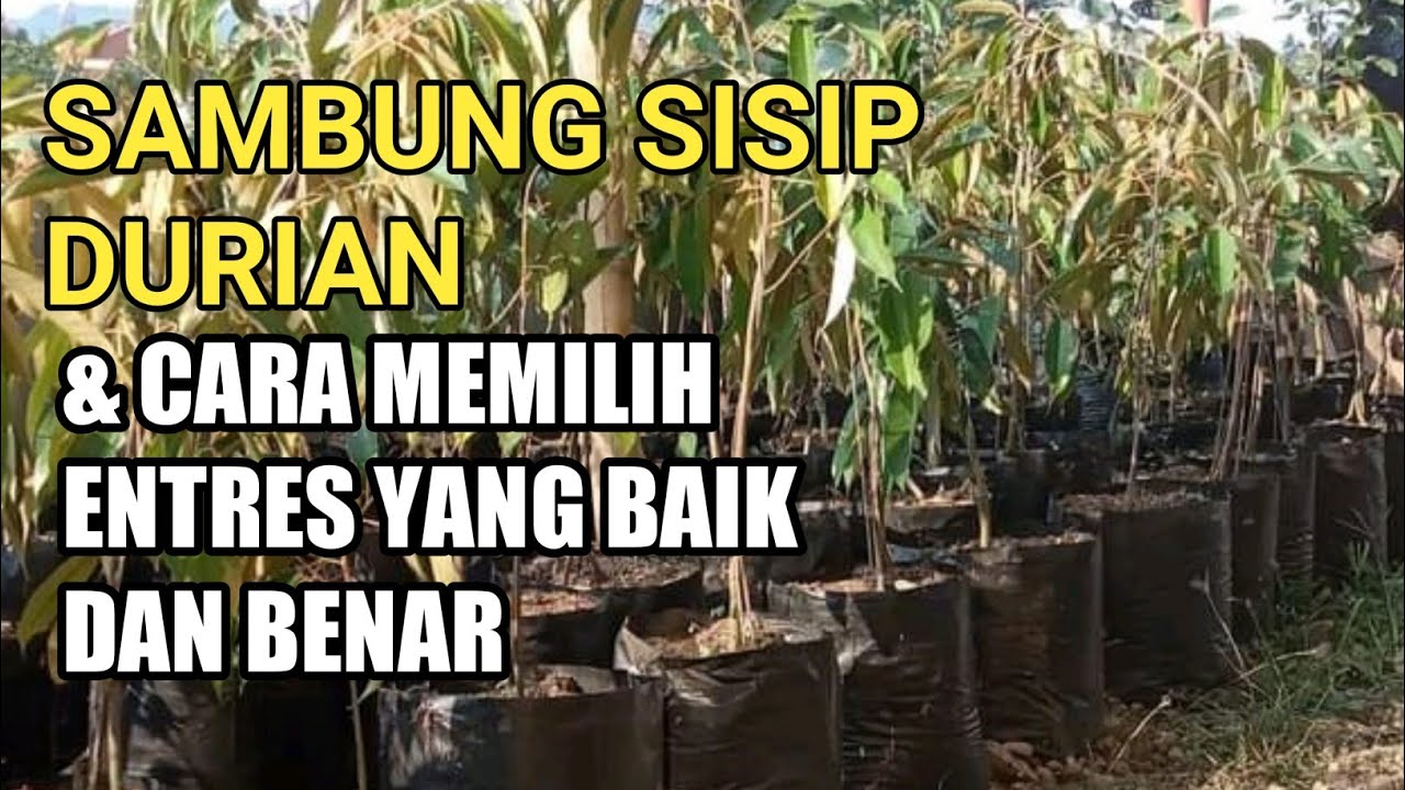 CARA SAMBUNG SISIP DURIAN DAN CARA MEMILIH ENTRES YANG BENAR - YouTube