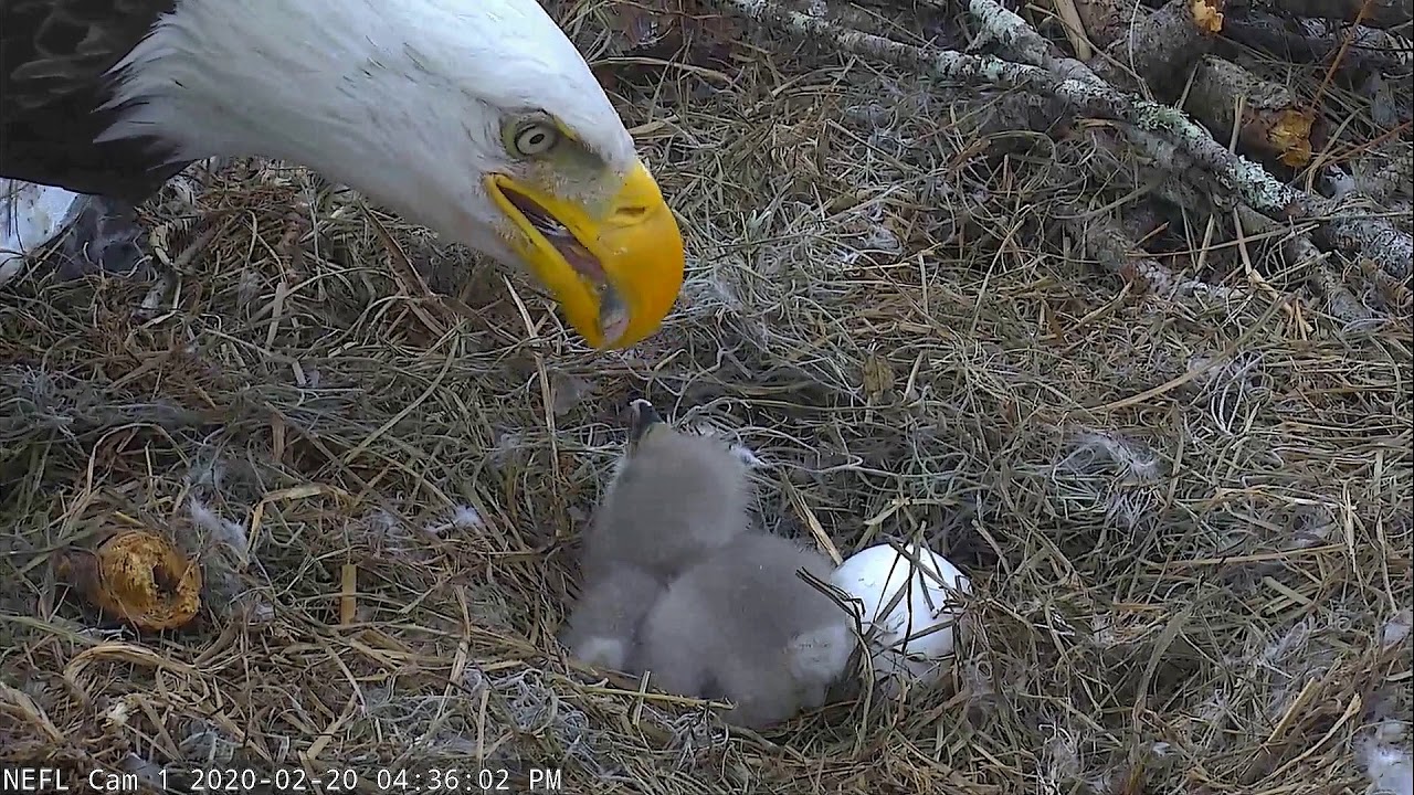 NE22: Two teatime bites salvaged from corrupted cam stream ~ ©AEF, NE ...