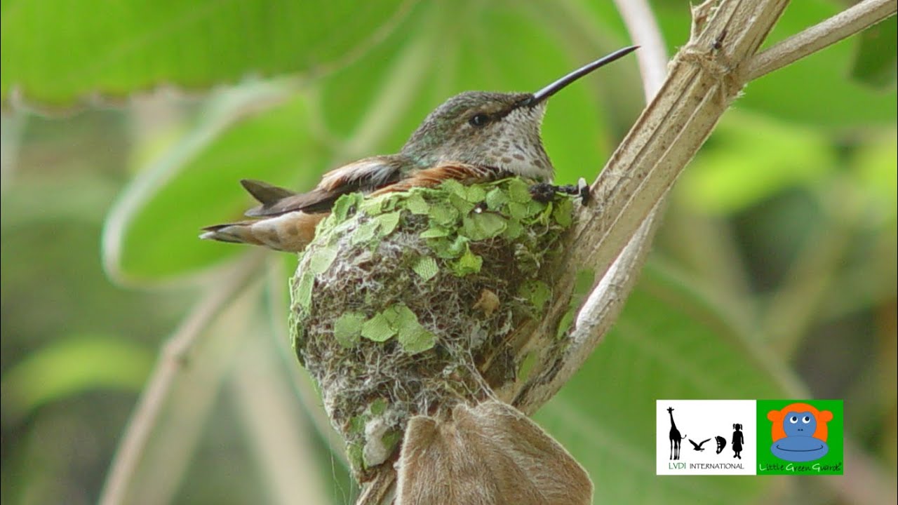 Hummingbird Nest Documentary Part 1 (VN) - YouTube
