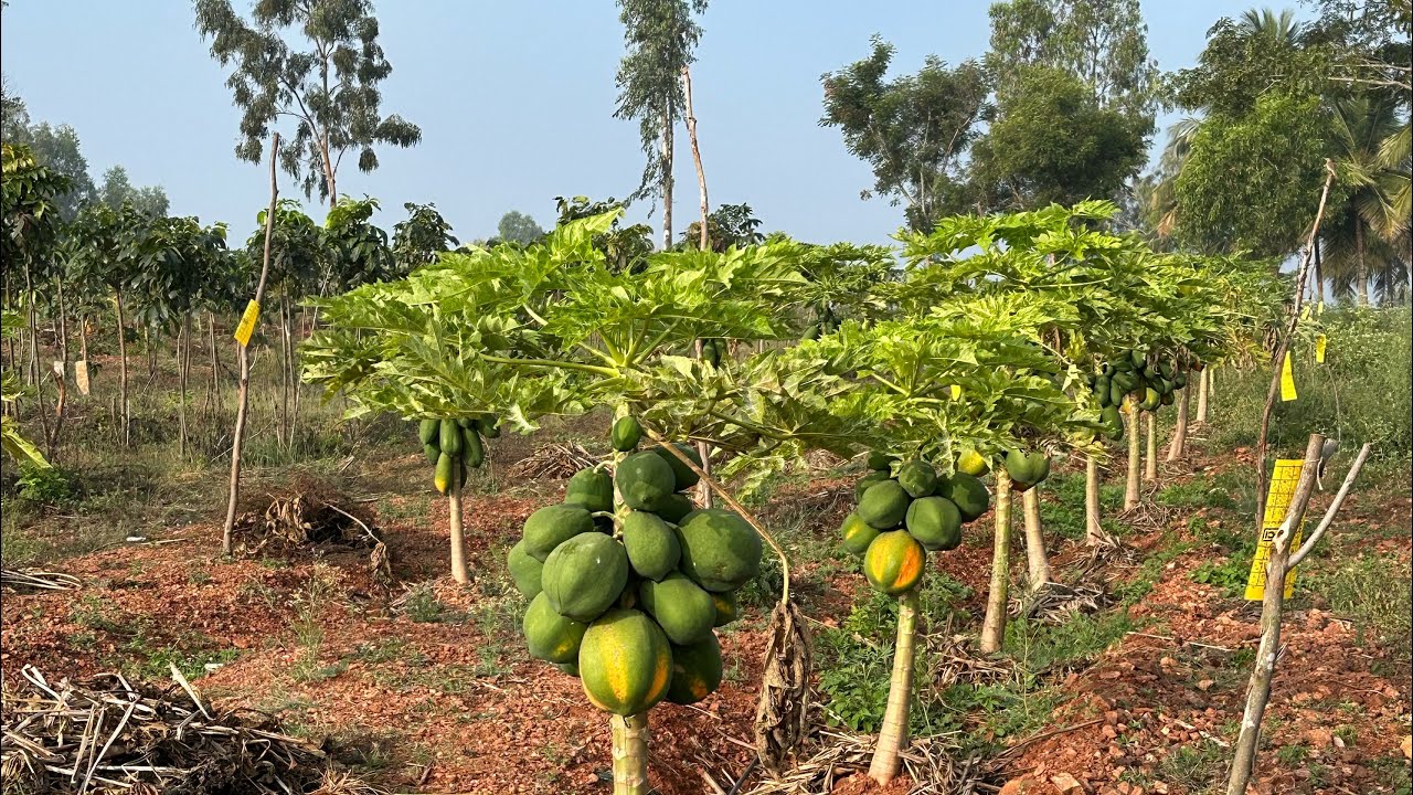 Abundant Harvest: Papaya Picking on Our Mayurvan Farms - YouTube
