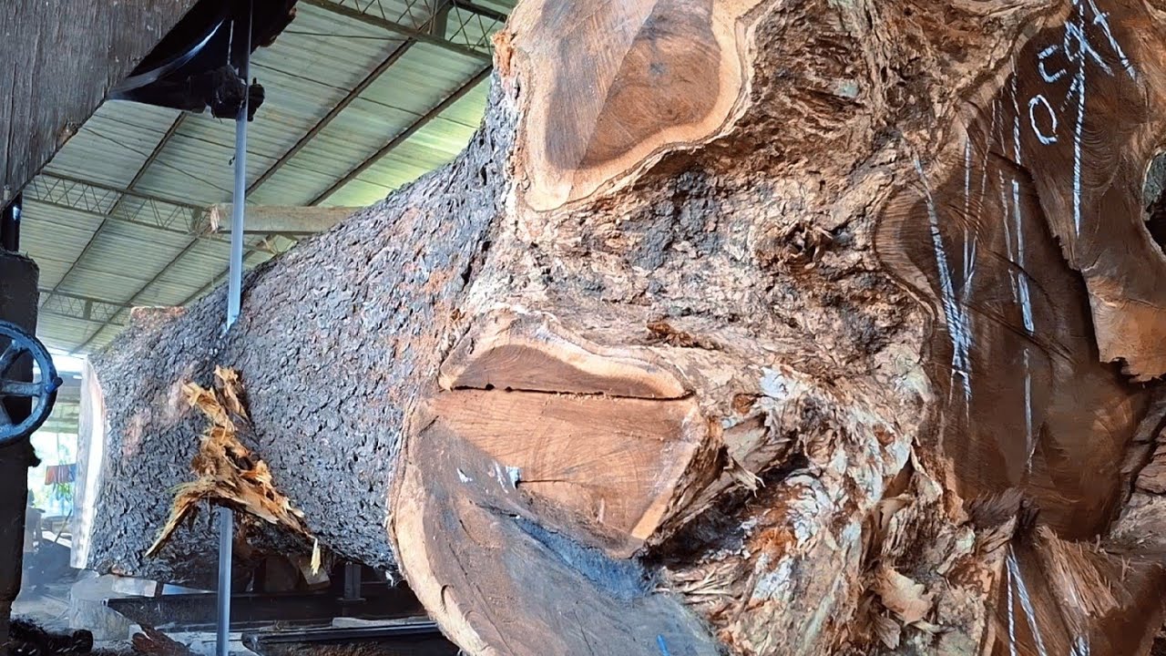 The longest in the world, suar wood is processed into the most ...