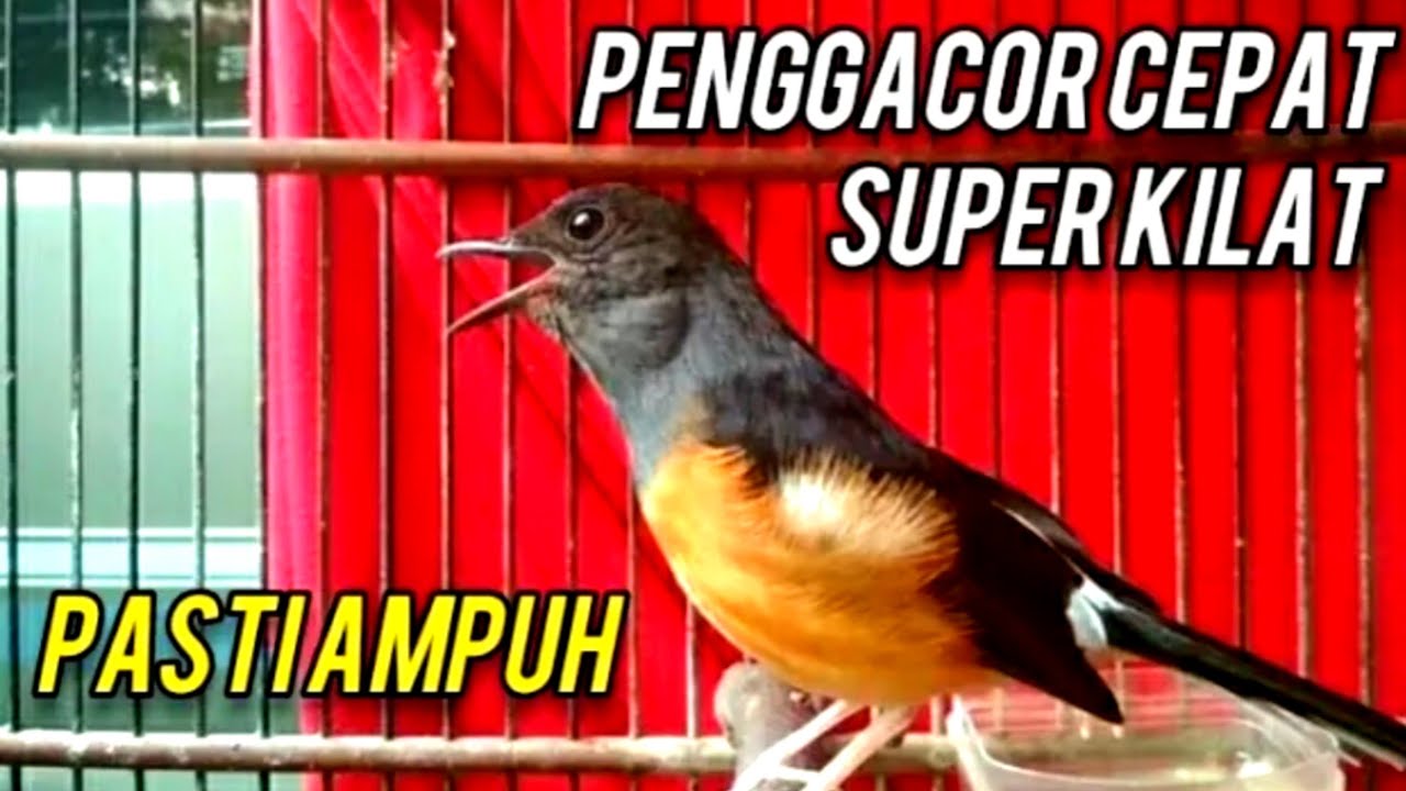 SUARA KRETEKAN dan TEMBAKAN Panjang Murai Batu ini Ampuh memancing ...