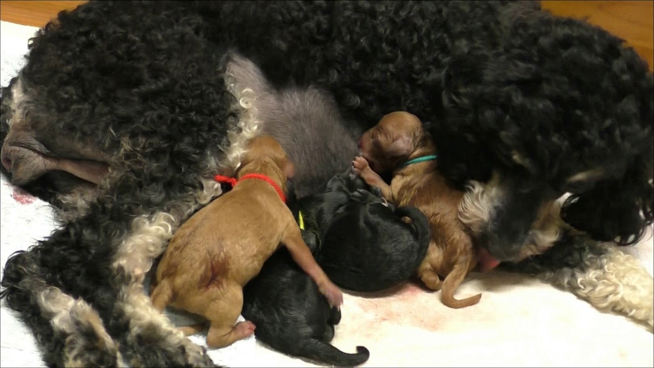 E - Kinder Geburt 4 - YouTube