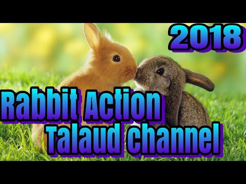 RABBIT ACTION 2018 - YouTube